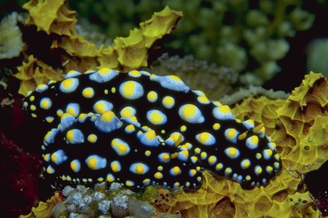 Intertidal Zone Organisms